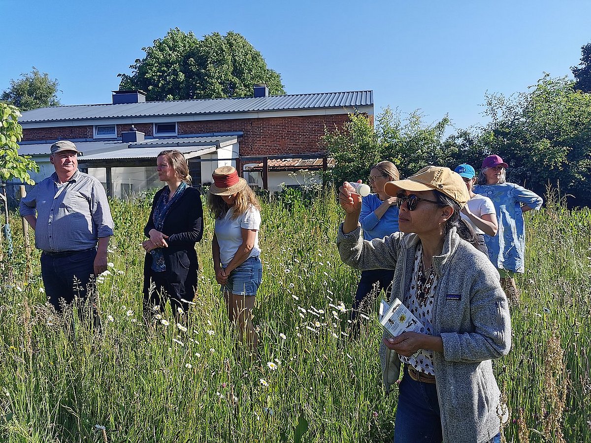 Ein Streifzug durch die Insektenwelt auf Streuobstwiesen in Twedt und ...